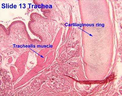 Trachea Microscope Slide Smooth Muscle